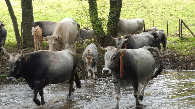 L’antico borgo di Umbriatico ha ospitato: La podolica, eccellenza del ...