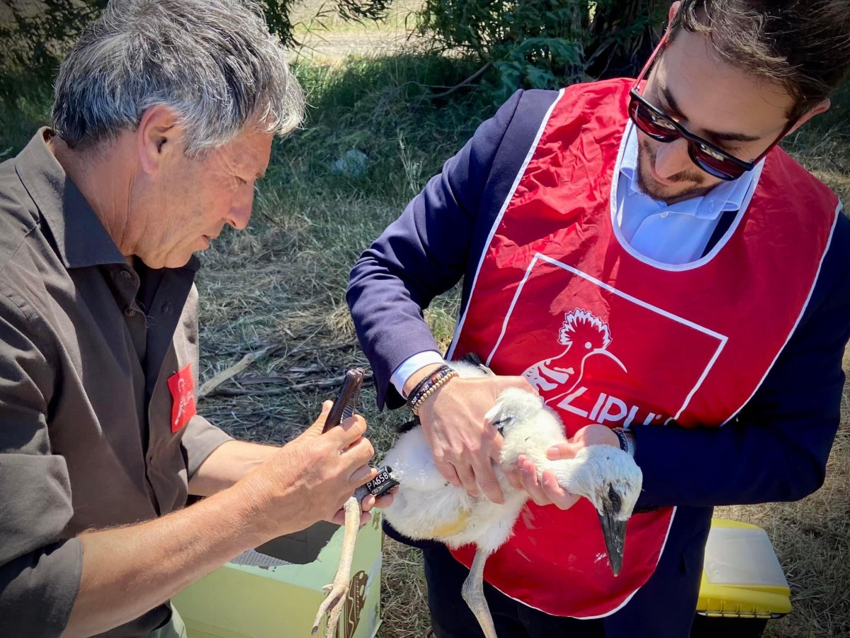 Michele Grande (Lega): “adotta un piccolo di Cicogna, iniziativa ...