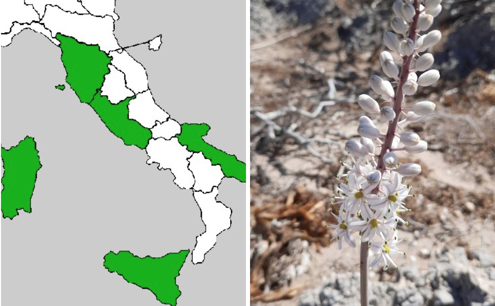 Scoperta Squilla numidica: nuove specie vegetali e fauna rara nel ...